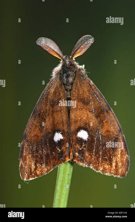 Rusty Tussock Moth Naturerules1 Wiki Fandom