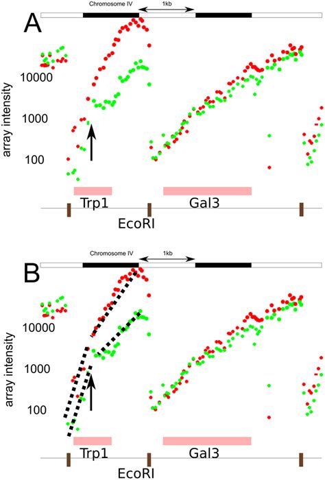 The Ruler Array Analysis Recognizes Structural Variants By Fitting Line