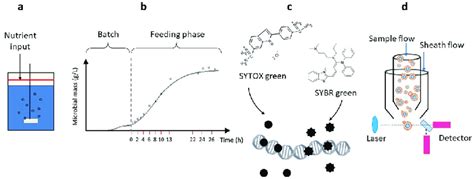 Overview Of The Experimental Workflow A Fed Batch Culture Of Download Scientific Diagram