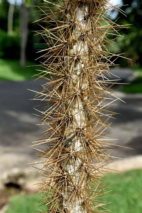 Spiny Tree Trunk Stock Image Image Of Holiday Looks 72520713