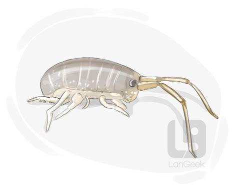Definition And Meaning Of Sand Flea Langeek