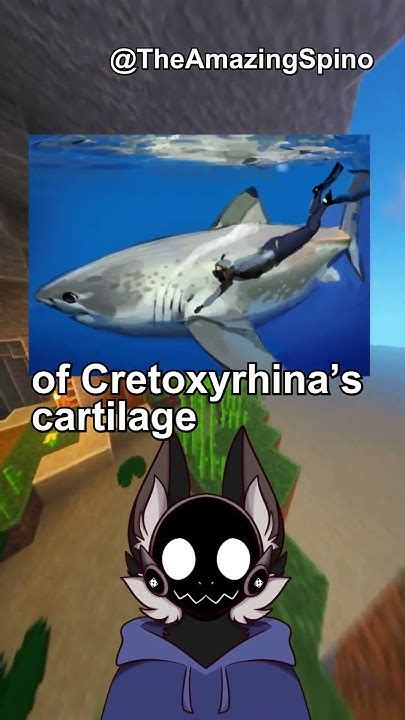 Prehistoric Sharks Rare Skeleton 🦈 Youtube