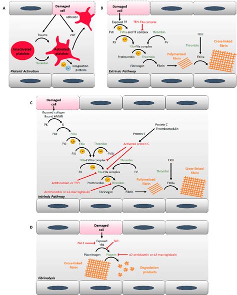 Simplified Schema Of Coagulation Activation Anticoagulation Download Scientific Diagram