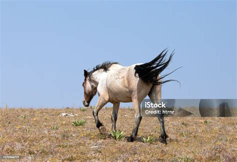 미국 와이오밍 국경에 있는 프라이어 산맥 와일드 호스 레인지의 사이크스 리지에 있는 레드 로안 와일드 호스 머스탱 스탤리온 갈기에 대한 스톡 사진 및 기타 이미지 Istock