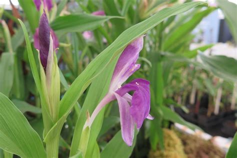 Plant Heritage On Linkedin Nationalplantcollection Roscoea