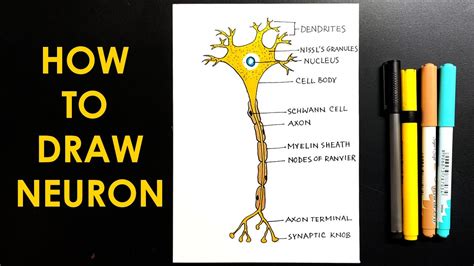 How To Draw Neuron For Students Easy Neuron Drawing YouTube