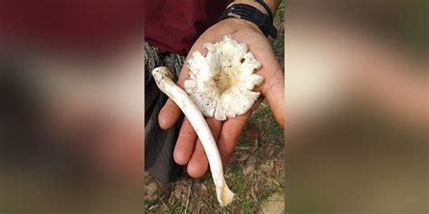 ပူတာအိုတွင် အဆိပ်ရှိမှိုစားမိသဖြင့် ၇ နှစ်ကလေးငယ်သေဆုံး၊ တပတ်အတွင်း