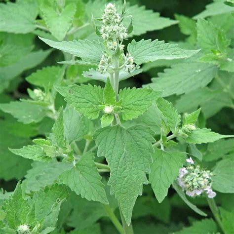 Heirloom Catnip Seeds Terroir Seeds
