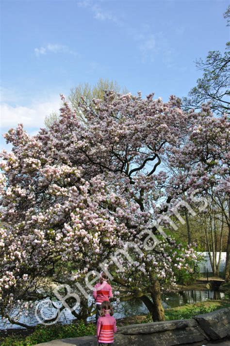 Sakura Twins By Wuselx On Deviantart