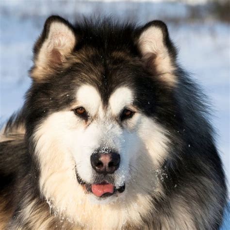 Alaskan Malamute Coat Colors Coats And Colors