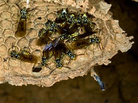 Wasps Employ Facial Recognition To Defend Nests Science AAAS
