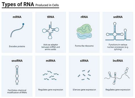 Rna Isolation And Purification A Comprehensive Guide Creative