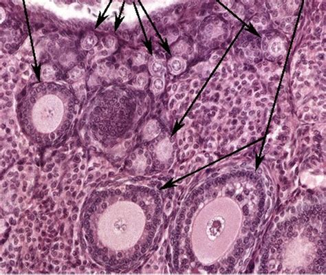 Ovary Histology Diagram Quizlet Ovary Histology Diagram Quizlet