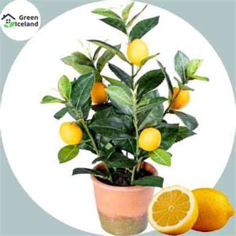 Dwarf Lemon Tree Seeds 10 Pcs Seeds Bd