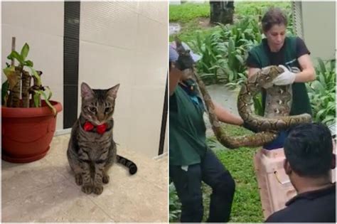 Reticulated Python Swallows 6kg Pet Cat In Tanah Merah Condominium