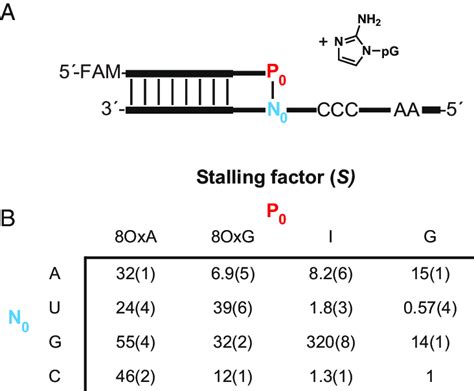 A Schematic Representation Of Nonenzymatic Primer Extension With A Download Scientific