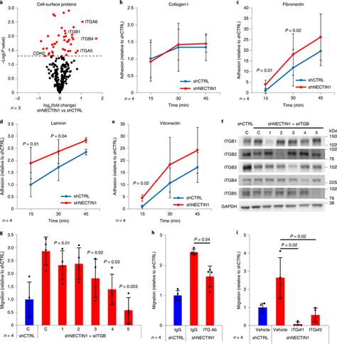 Nectin1 Deficient Cells Activate An Integrin Dependent Cell To Matrix Download Scientific