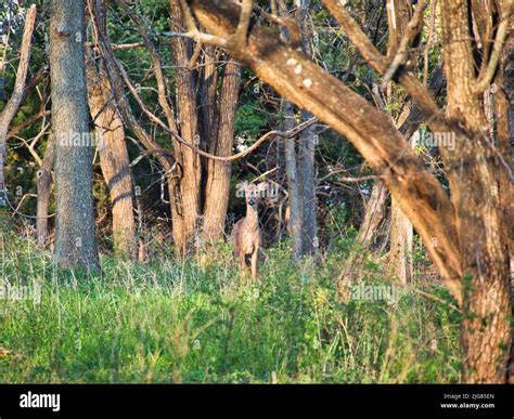A Deer On Grass Between Trees At Ernie Miller Nature Center In Olathe