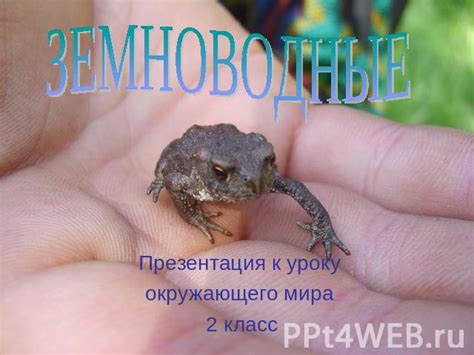 Земноводные 2 класс презентация к уроку Окружающий мир