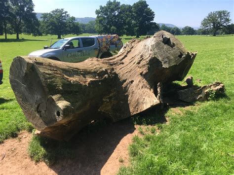 Tree Trunk Log Features Copper Beech Play