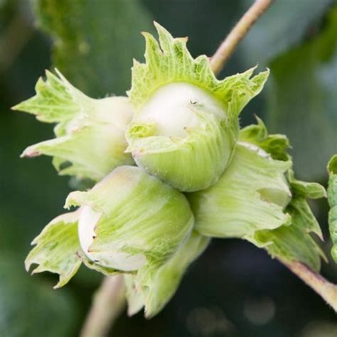 Cobnut Tree Cosford