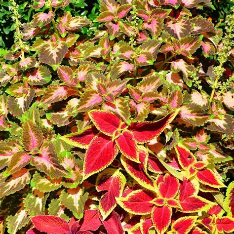 Colorful Foliage Houseplants