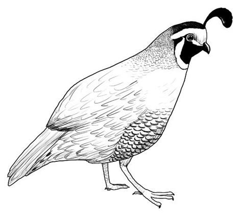 Best 13 How To Draw A Quail Step By Step Drawing Guide By Dawn Artofit