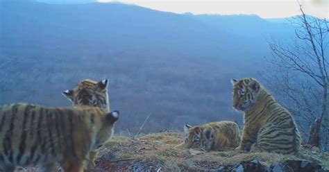 아기 백두산호랑이 4마리 러시아서 포착
