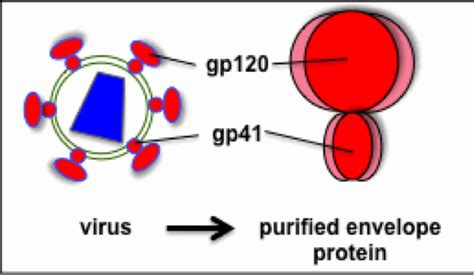 Design Development And Testing Of Hiv Vaccines