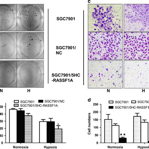 Expression Of Endogenous Cea And Rassf1a Mrna Or Protein In Sgc7901