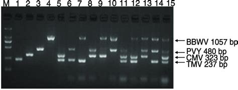 Simplex And Multiplex Rt Pcr Mrt Pcr Detection Of Viruses Including Download Scientific