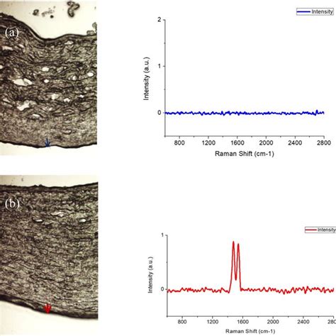 Raman Spectra Of A Control Group And B Samples Treated With Carbon