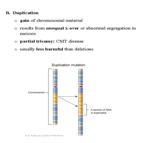 Duplication Mutation