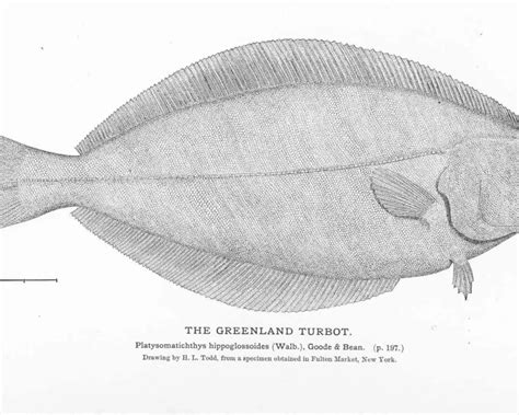 Greenland Halibut Facts Diet Habitat And Pictures On Animaliabio