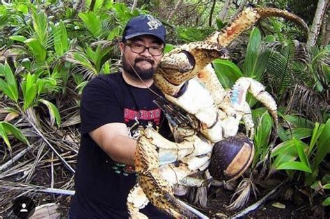 Coconut Crab Alchetron The Free Social Encyclopedia