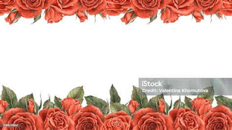 벨벳 빨간 밝은 장미 불지 않은 새싹과 녹색 잎 텍스트를 위한 공간이 있는 수채화 템플릿입니다 엽서 초대장 결혼식 발렌타인 데이 생일 배너 장식에 적합합니다 0명에 대한