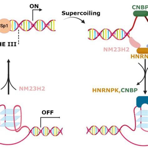 Schematic Representation Of C Myc Transcription Regulation G4 Can