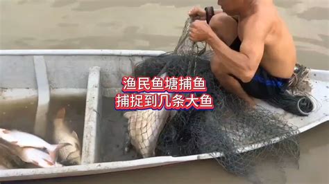 渔民自家鱼塘捕鱼，捕捉到几条大鱼，可惜里面没多少鱼了 农村生活 捕鱼 三农 Youtube