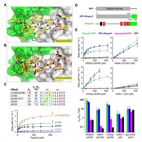 Figure Supplement 1 Flexible Substrate Interactions And Substrate Download Scientific Diagram