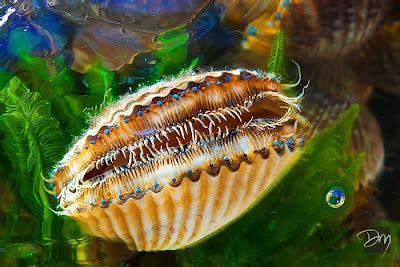 David S Photo Blog My Best Shot At Bay Scallops