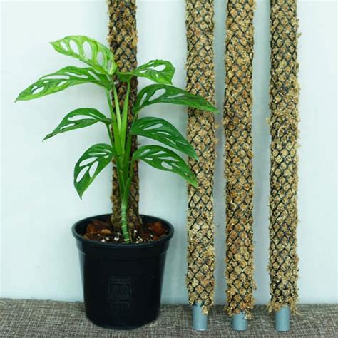 How To Use A Moss Pole For Monstera At Daria Willis Blog