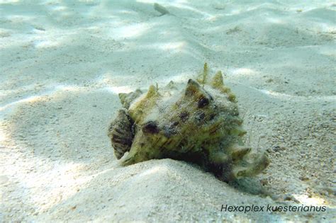 Explore Wildlife At Saadiyat Island Abu Dhabi