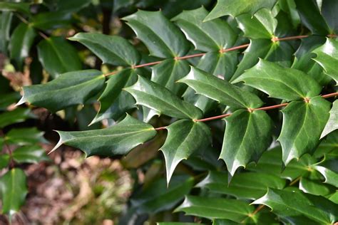 ヒイラギナンテン柊南天 庭木図鑑 植木ペディア