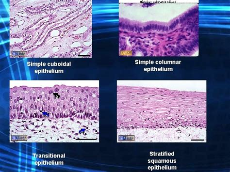 Tissues Lab Chapter Epithelial Tissue Simple Columnar