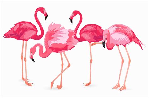 Premium Vector Flamingo Collection Vector Isolated Elements On White
