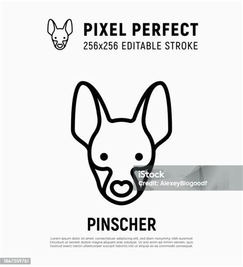 Pinscher 머리 얇은 선 아이콘입니다 개 품종 편집 가능한 획 벡터 일러스트 레이 션입니다 가축에 대한 스톡 벡터 아트 및 기타 이미지 Istock