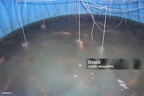 Biofloc Fish Culture System In India Biofloc Indoor Fish Farming
