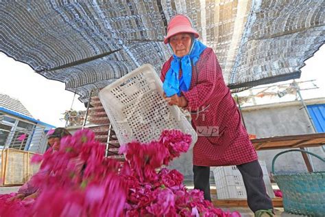 山东荣成：花卉产业促乡村振兴 人民图片网