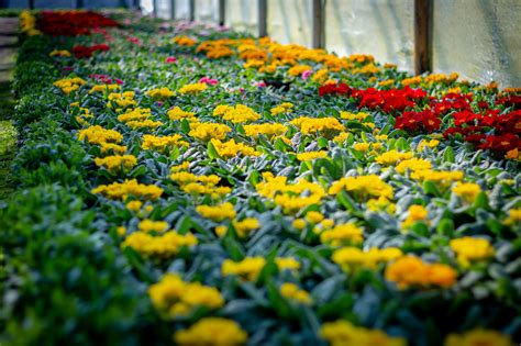 Gospodarstwo Ogrodnicze Elżbieta I Zbigniew Markiewicz Opinie Kontakt