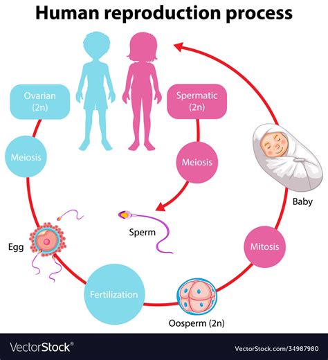Reproduction Process Human Infographic Royalty Free Vector